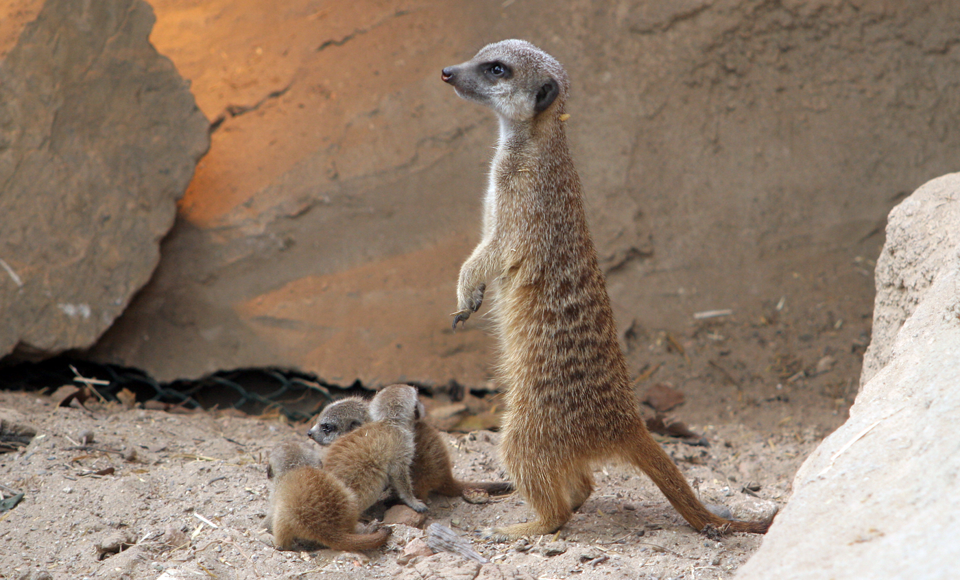 Suricata | Zoo Barcelona
